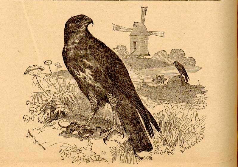 26-07-1884: Het hoofdvoedsel van den Buizerd bestaat uit Veldmuizen ...